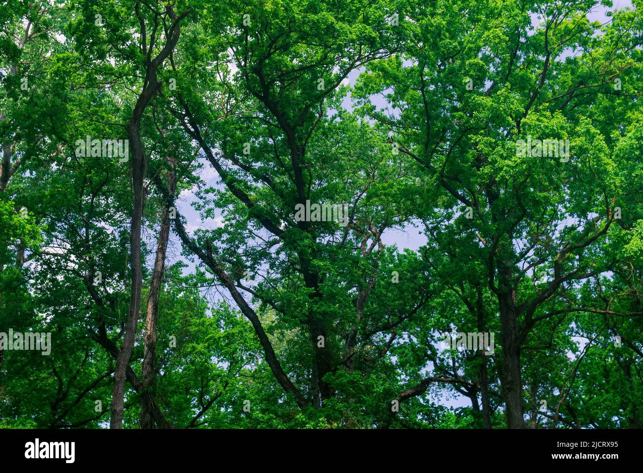 crowns of tall trees in a broadleaf forest Stock Photo - Alamy