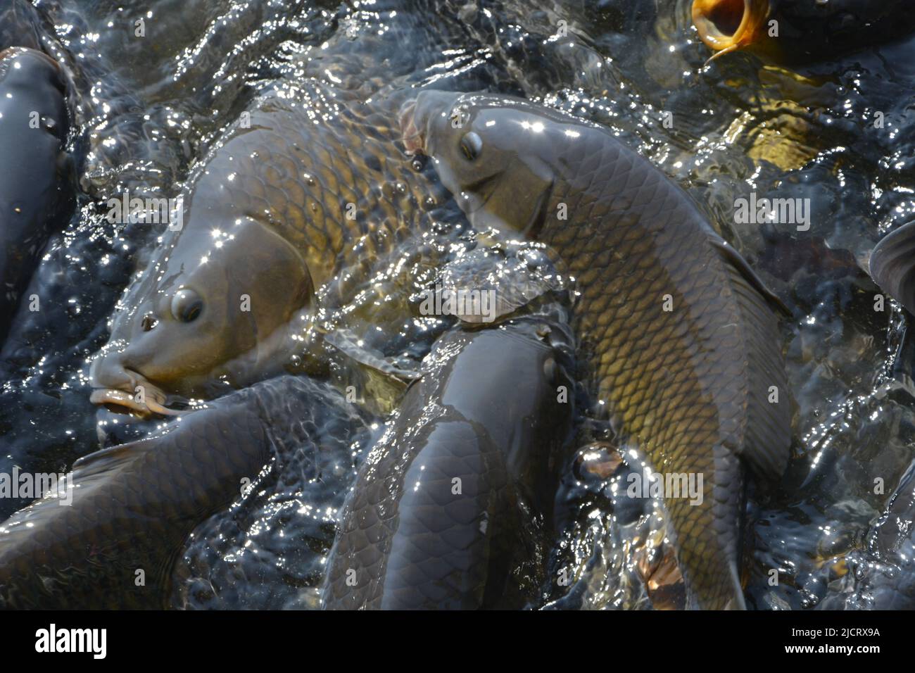 school and shoal (Group of Fish Stock Photo - Alamy