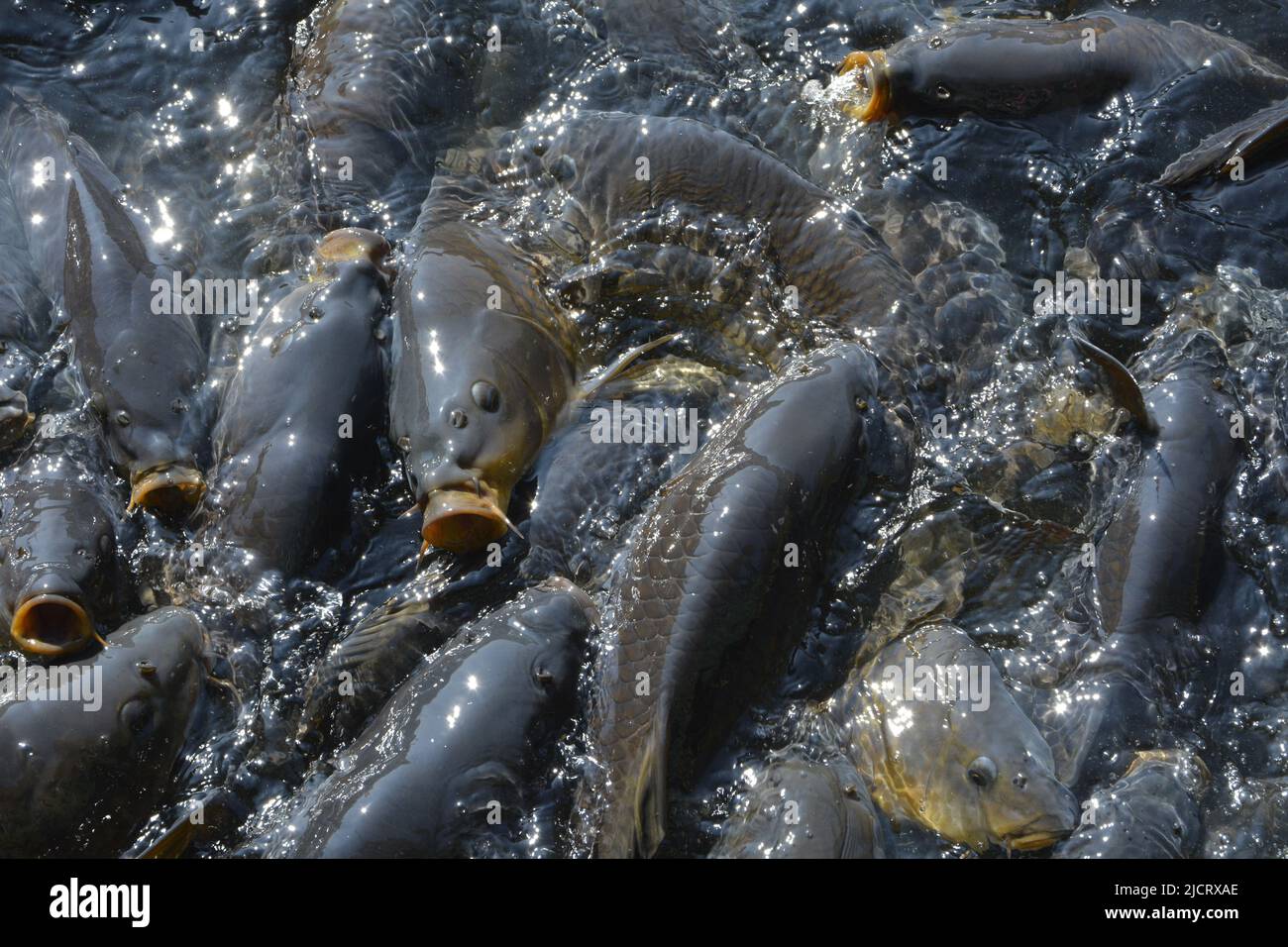 school and shoal (Group of Fish Stock Photo - Alamy