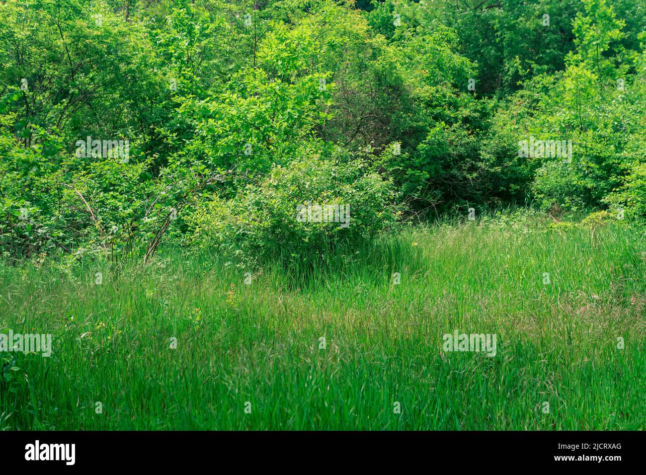 natural landscape, grassy meadow at the edge of a deciduous forest ...