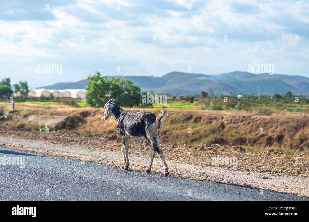 Rear view of farm animals hi-res stock photography and images - Alamy