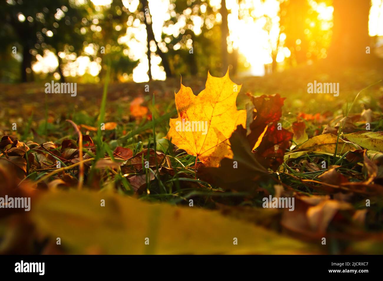 Yellow maple leaf on nature green park background. Colorful maple ...