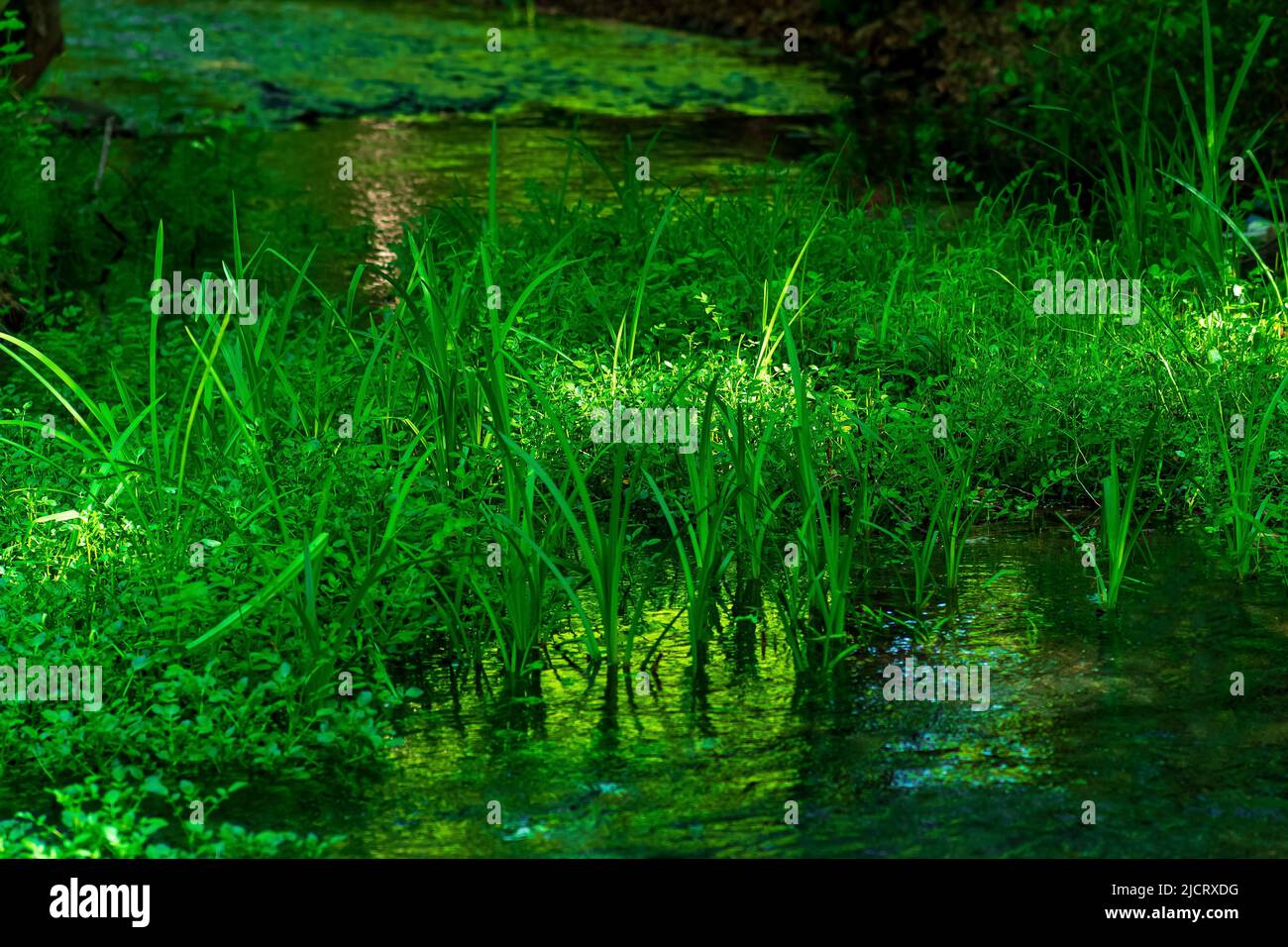 quiet shady forest river with swampy banks Stock Photo - Alamy
