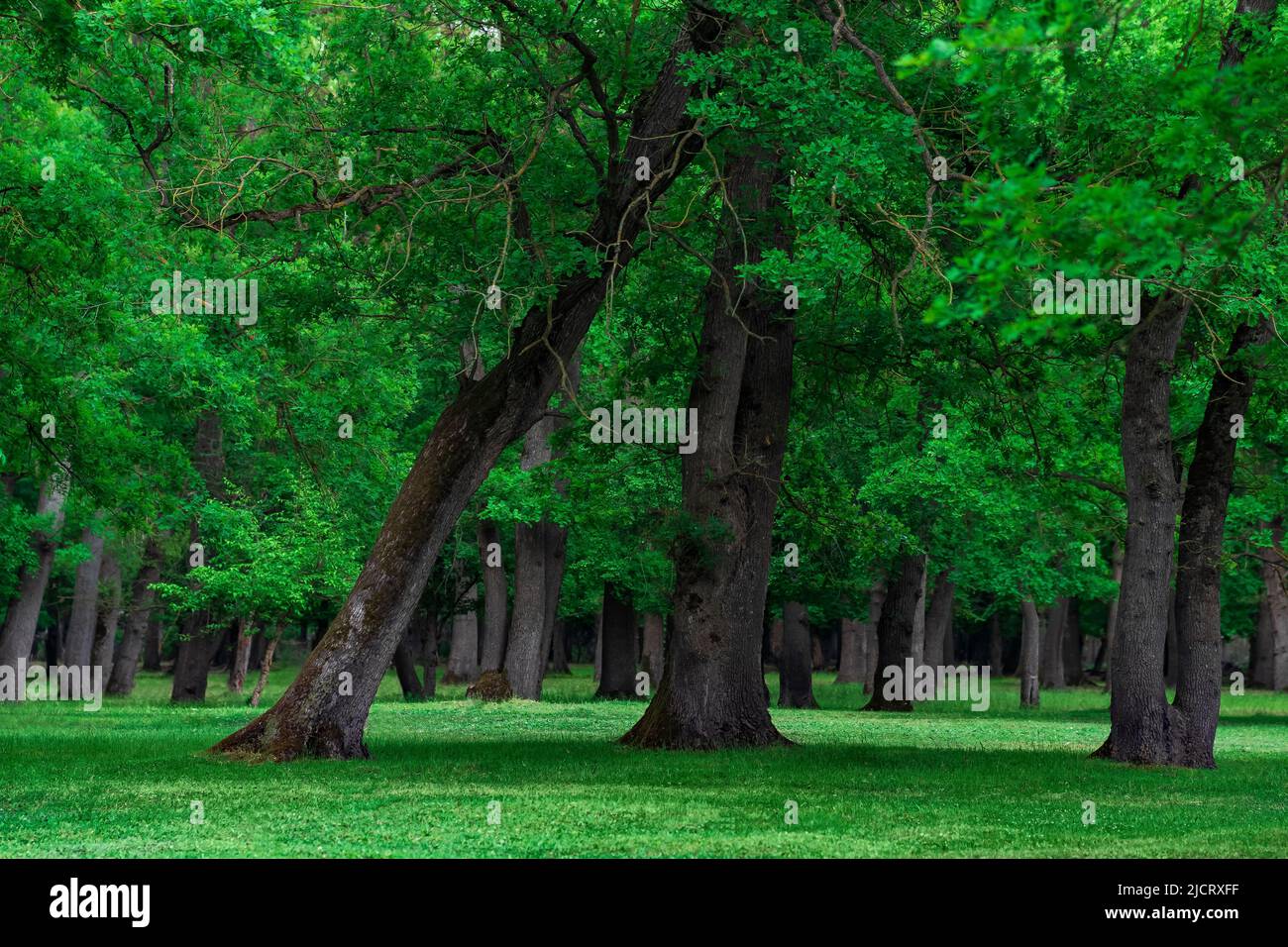 landscape in an oak grove with grassy undergrowth Stock Photo - Alamy