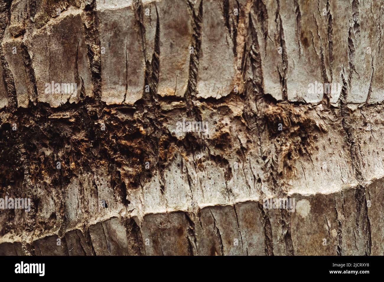 Tropical palm tree bark surface wood texture detail, natural pattern ...