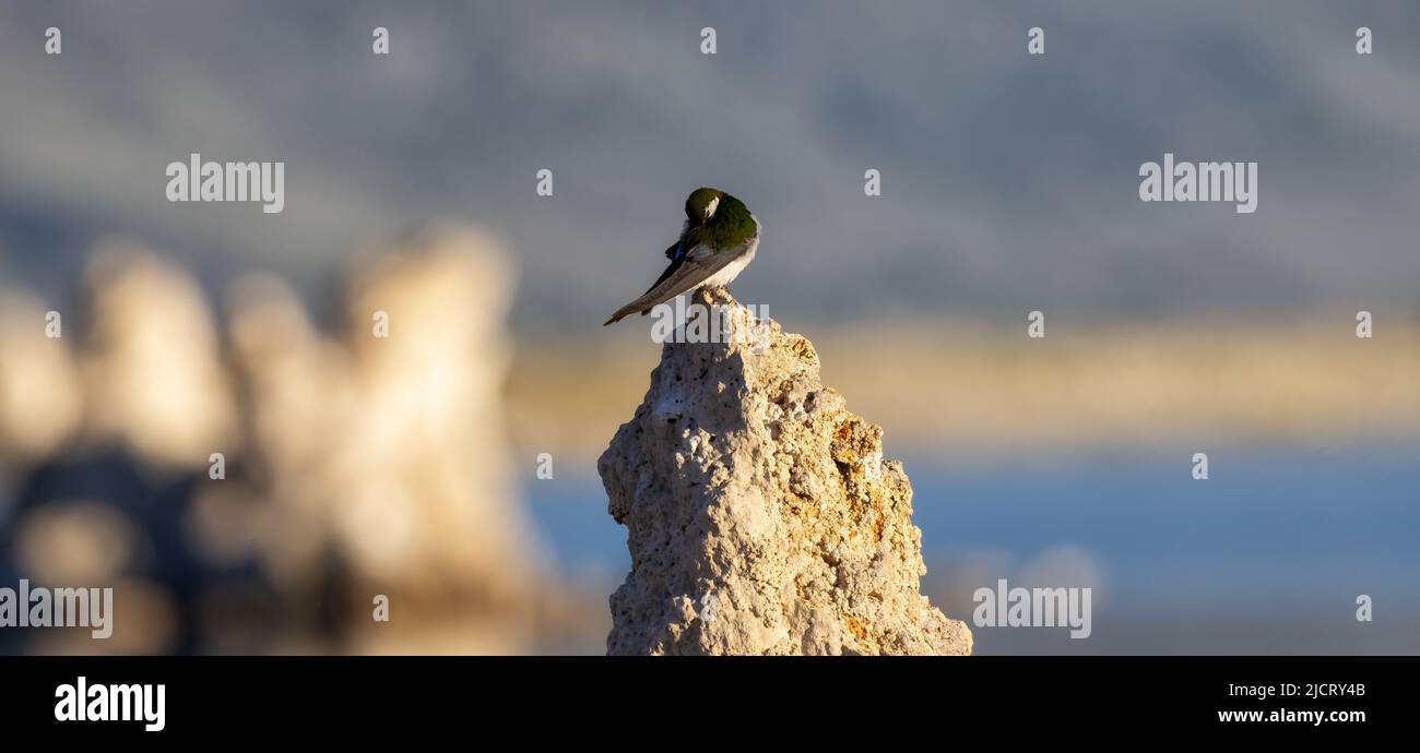 Small Bird sitting on Tufa Rock at Mono Lake Stock Photo - Alamy