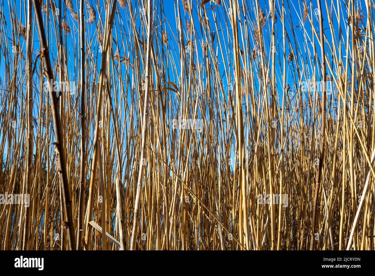 Reeds in winter, blue sky, nature, park in the Nymphenburg Palace Stock ...