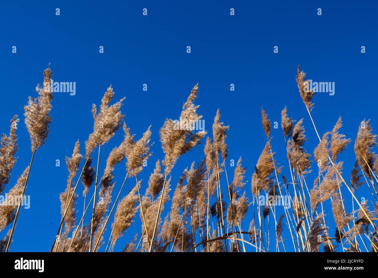 Reeds in winter, blue sky, nature, park in the Nymphenburg Palace Stock ...