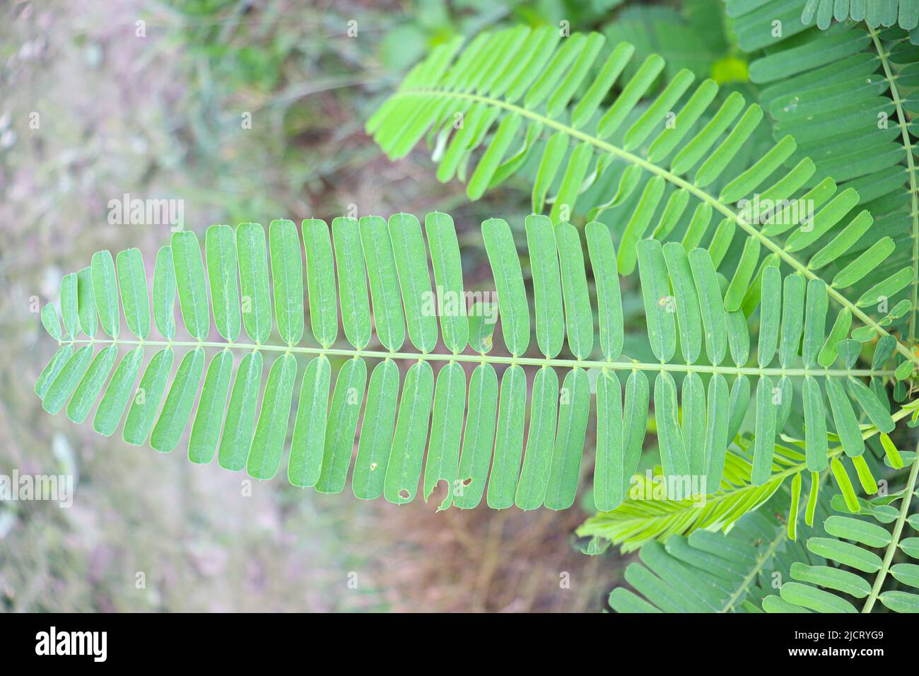 green colored dhaincha tree plant on field for harvest Stock Photo - Alamy