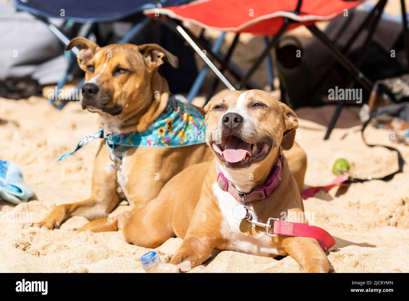 Two dogs sitting hi-res stock photography and images - Alamy