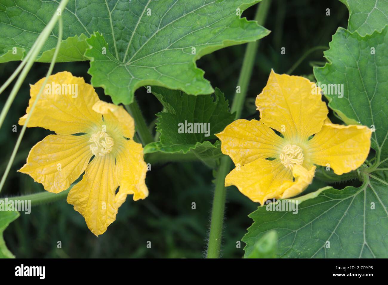 yellow colored wax gourd flower on tree in farm for harvest Stock Photo ...