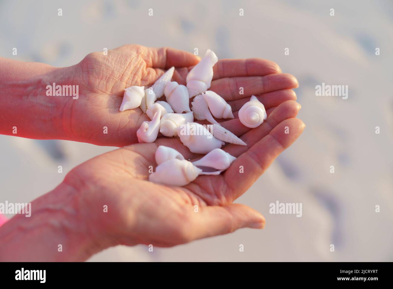 Women's palms with shells on the ocean Stock Photo - Alamy
