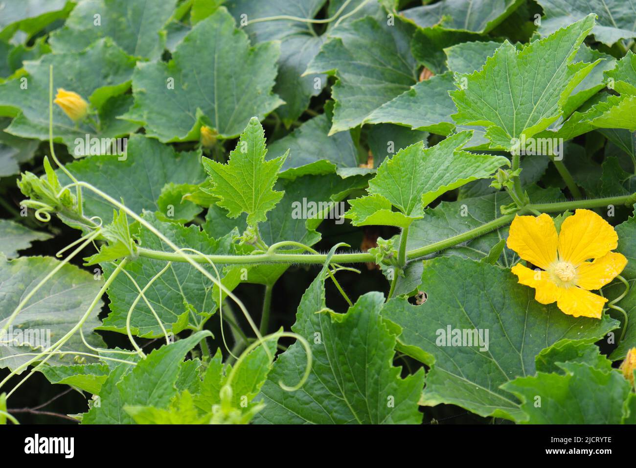 Wax gourd tree hi-res stock photography and images - Alamy