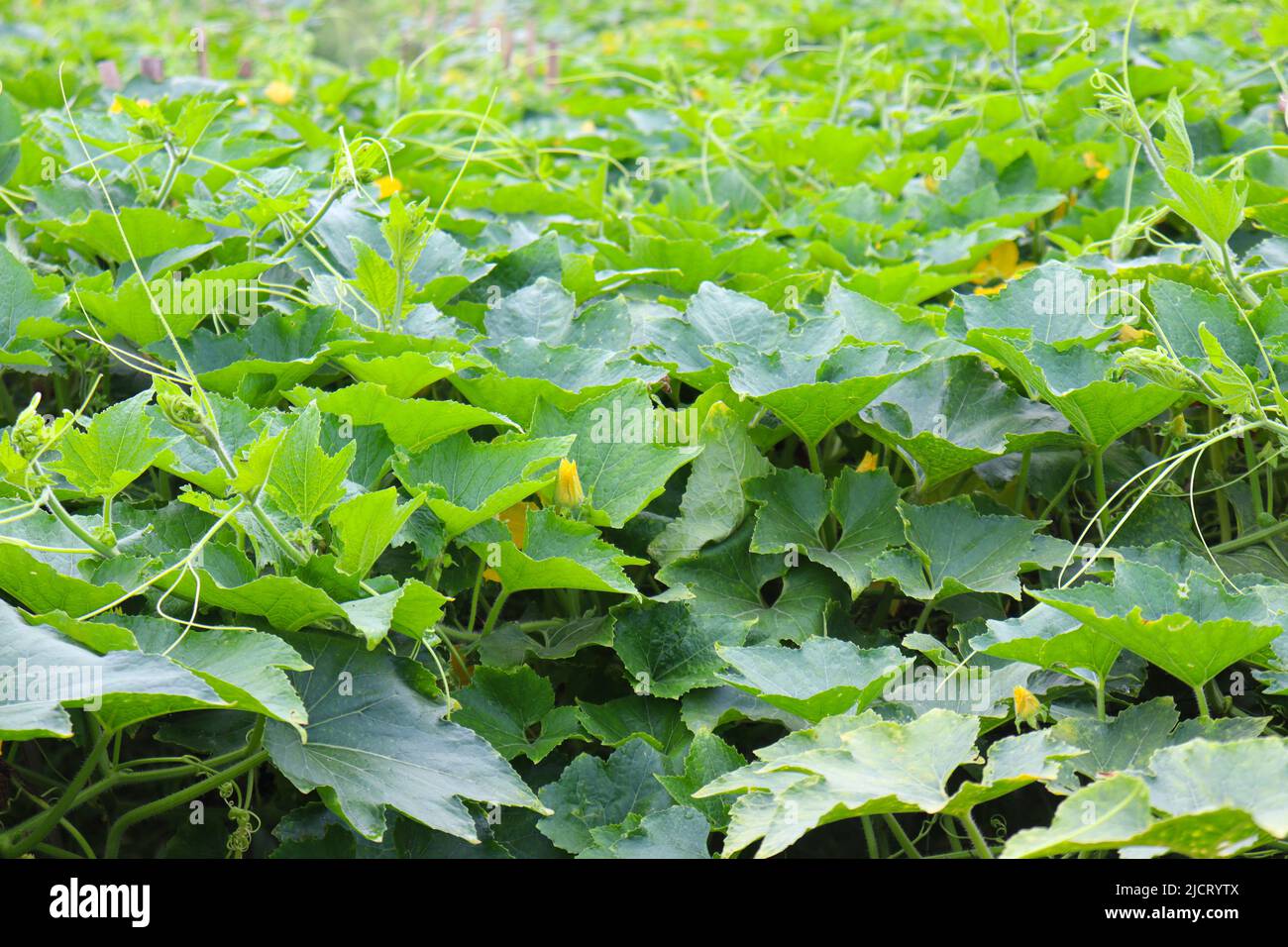wax gourd tree in farm for harvest Stock Photo - Alamy