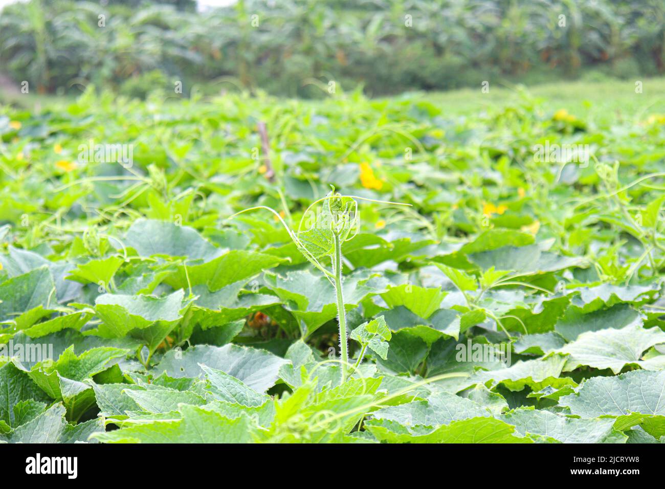 wax gourd tree in farm for harvest Stock Photo - Alamy