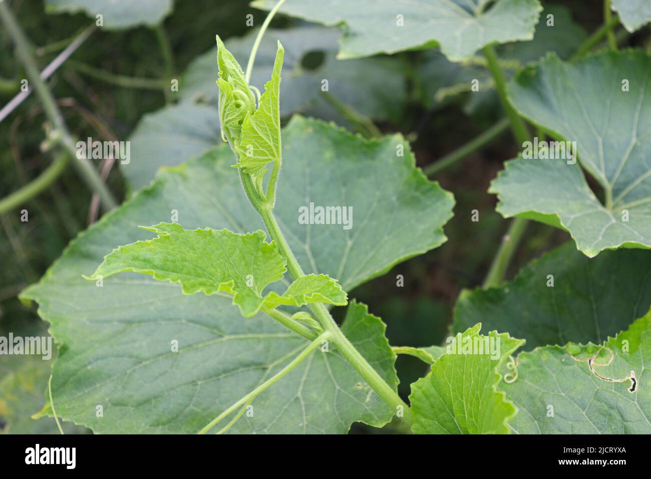 Wax gourd tree hi-res stock photography and images - Alamy