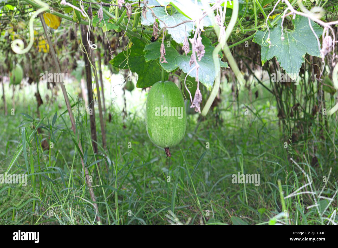 Ash guard vegetable hi-res stock photography and images - Alamy