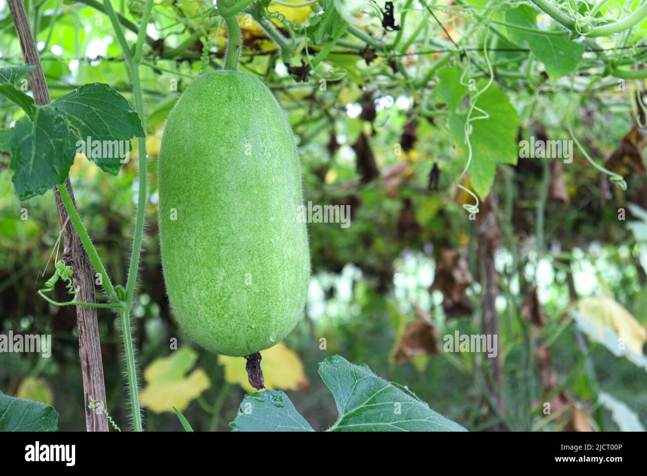 Ash guard vegetable hi-res stock photography and images - Alamy