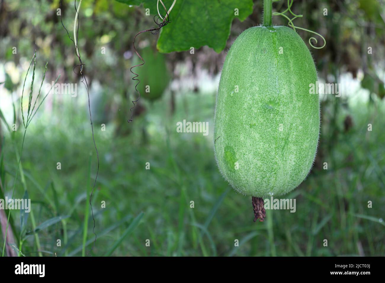 Chinese white wax tree hi-res stock photography and images - Alamy