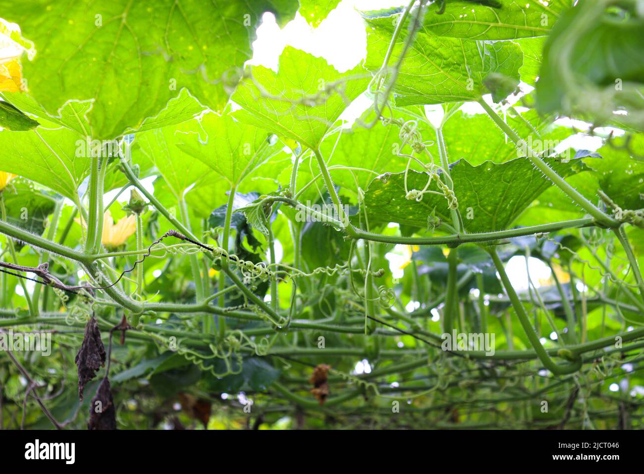 Wax Gourd When To Harvest at Cynthia Chevalier blog