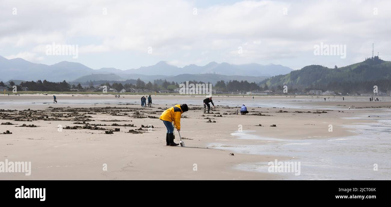 Woman in yellow raincoat is digging razor clams on Pacific Ocean Stock ...