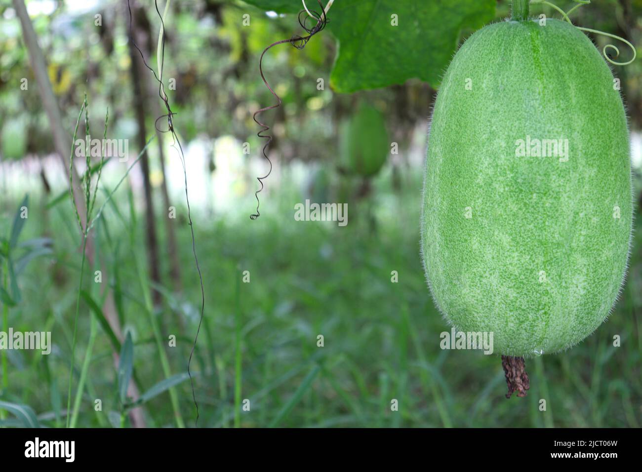 Fuzzy squash hi-res stock photography and images - Alamy