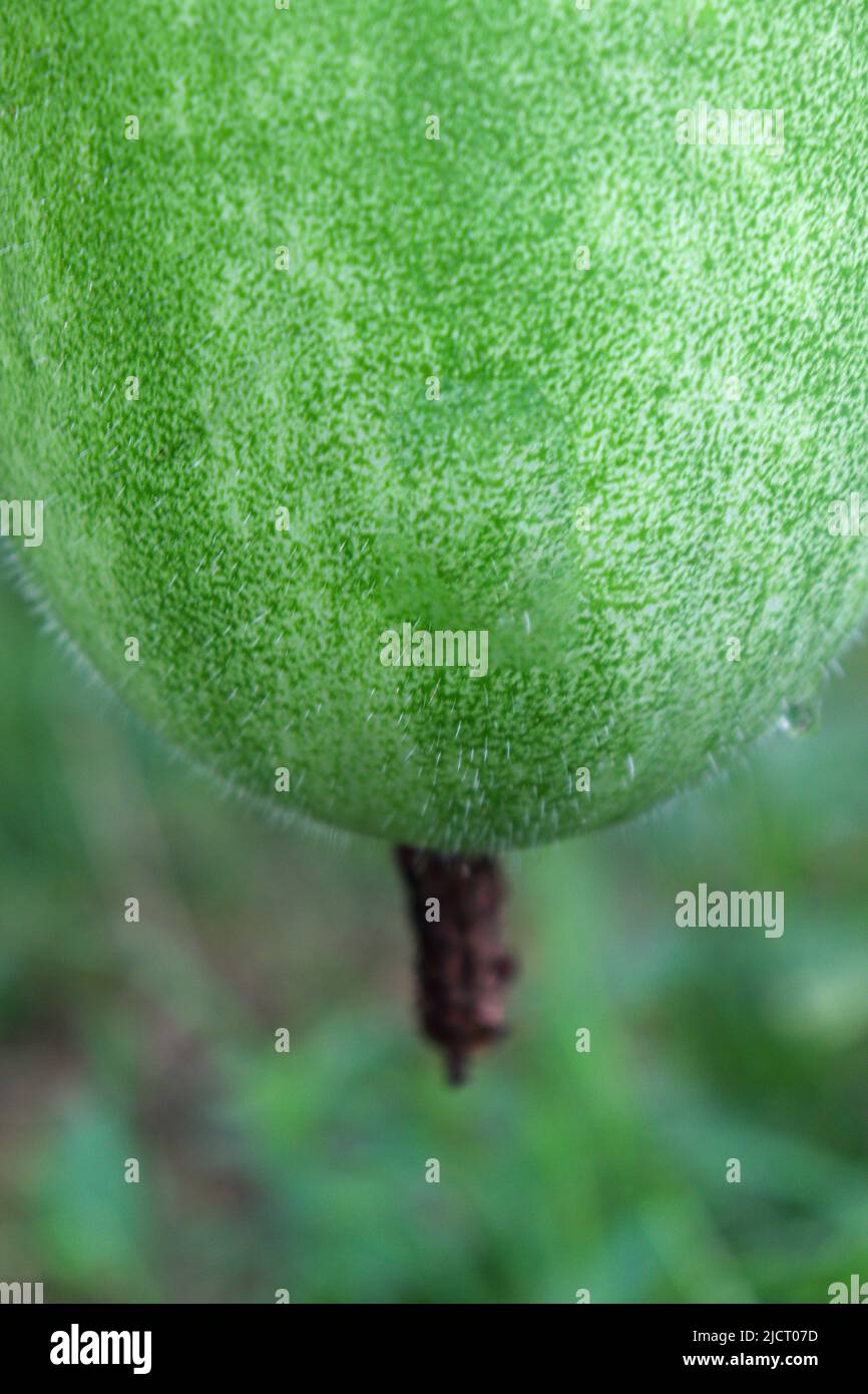 Wax guard farm hi-res stock photography and images - Alamy