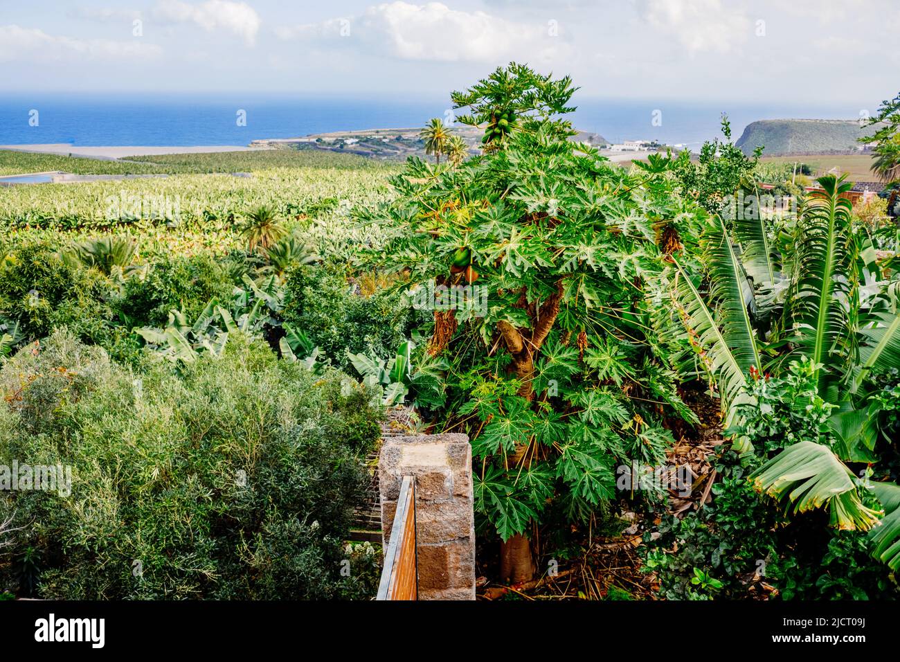 Plantation of Canarian bananas near the Atlantic coast Stock Photo - Alamy
