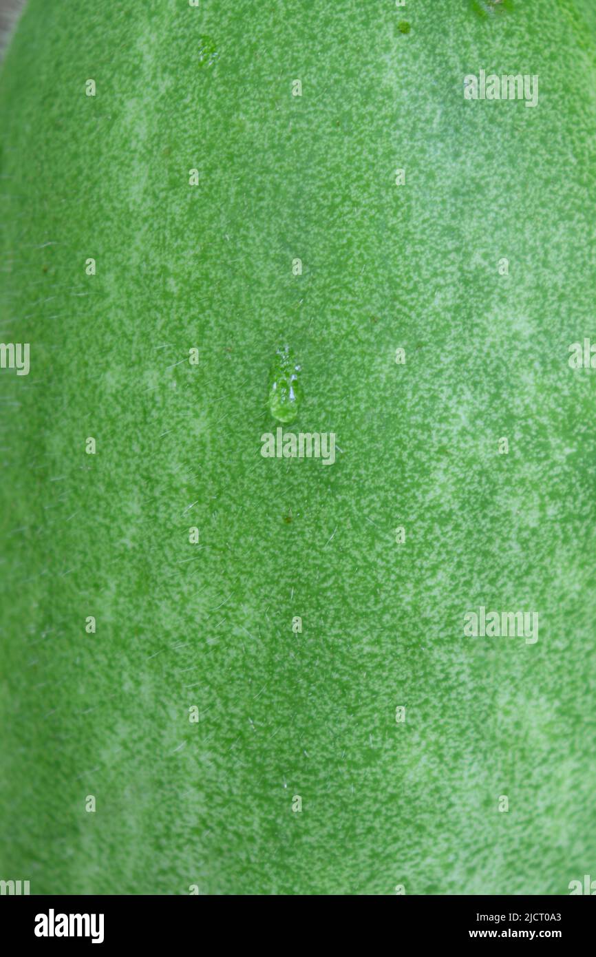 Chinese white wax tree hi-res stock photography and images - Alamy