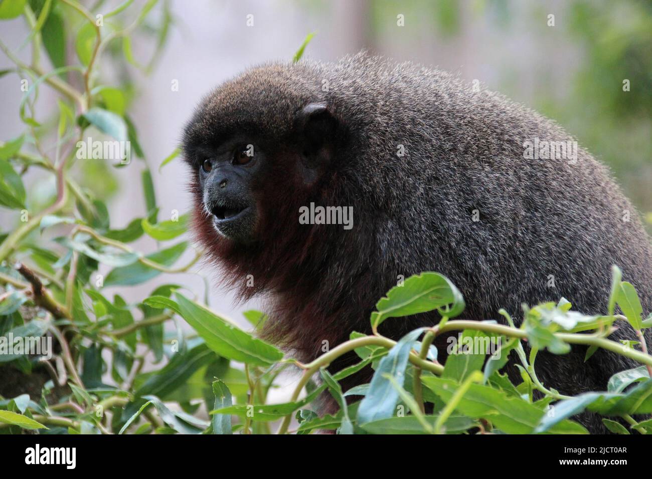 coppery titi in a zoo in france Stock Photo - Alamy