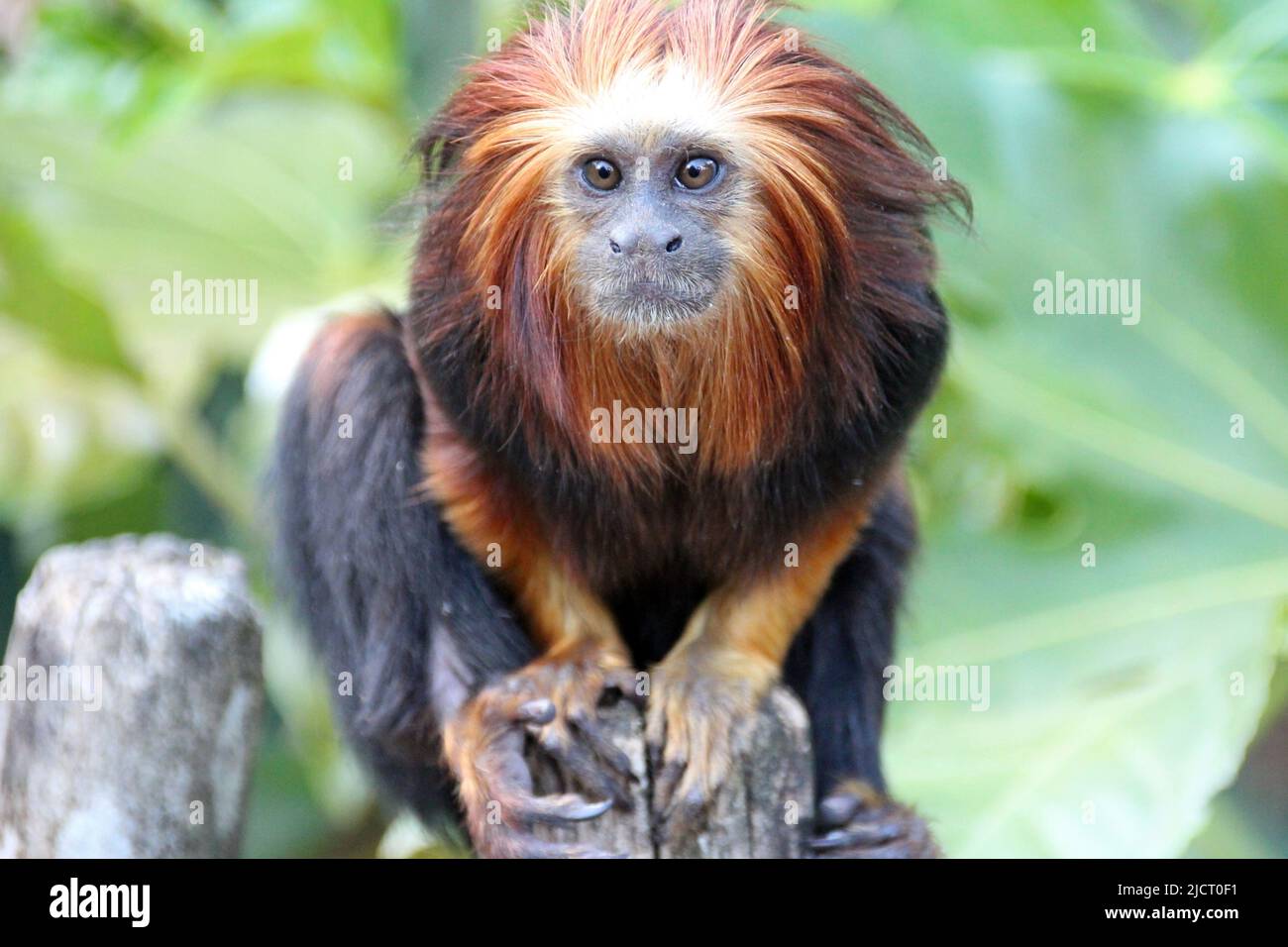 golden-headed tamarin in a zoo in france Stock Photo - Alamy