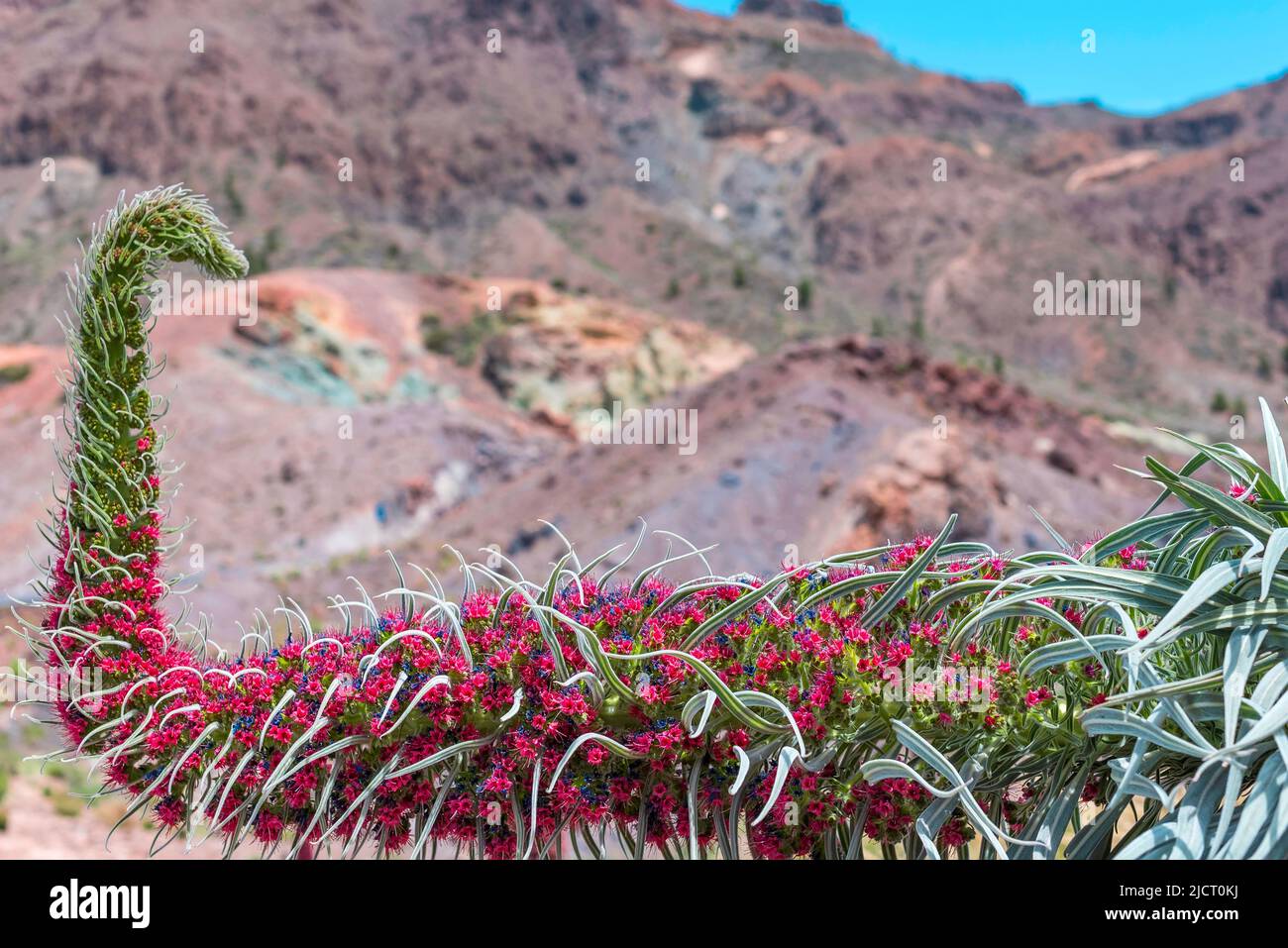 Red tajinaste or echium widprettii on volcan Teide, Tenerife Stock ...
