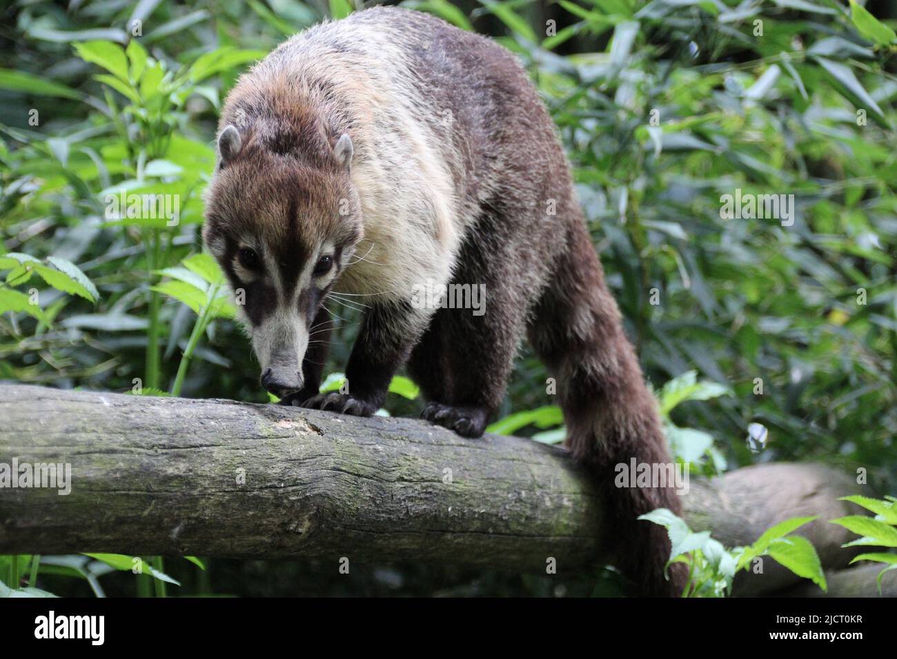 coati in a zoo in france Stock Photo - Alamy