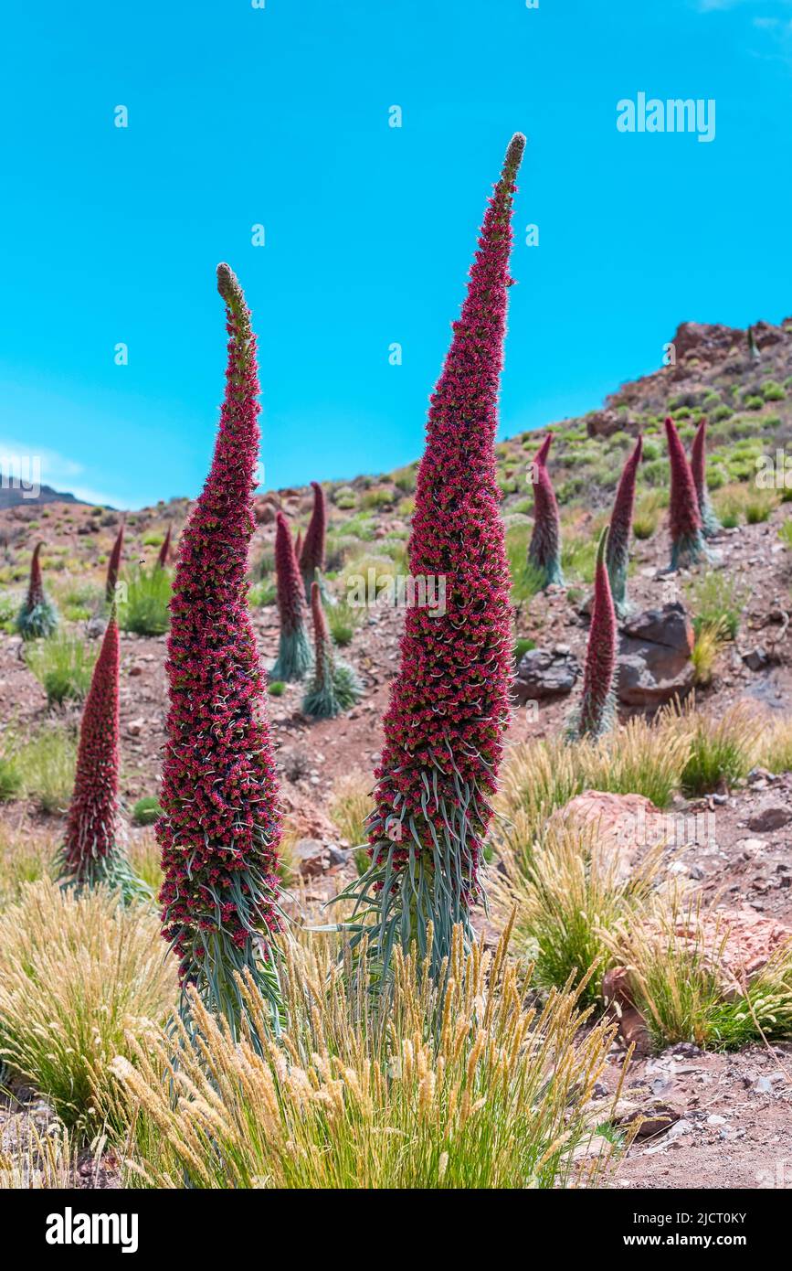 Tajinaste plant hi-res stock photography and images - Alamy