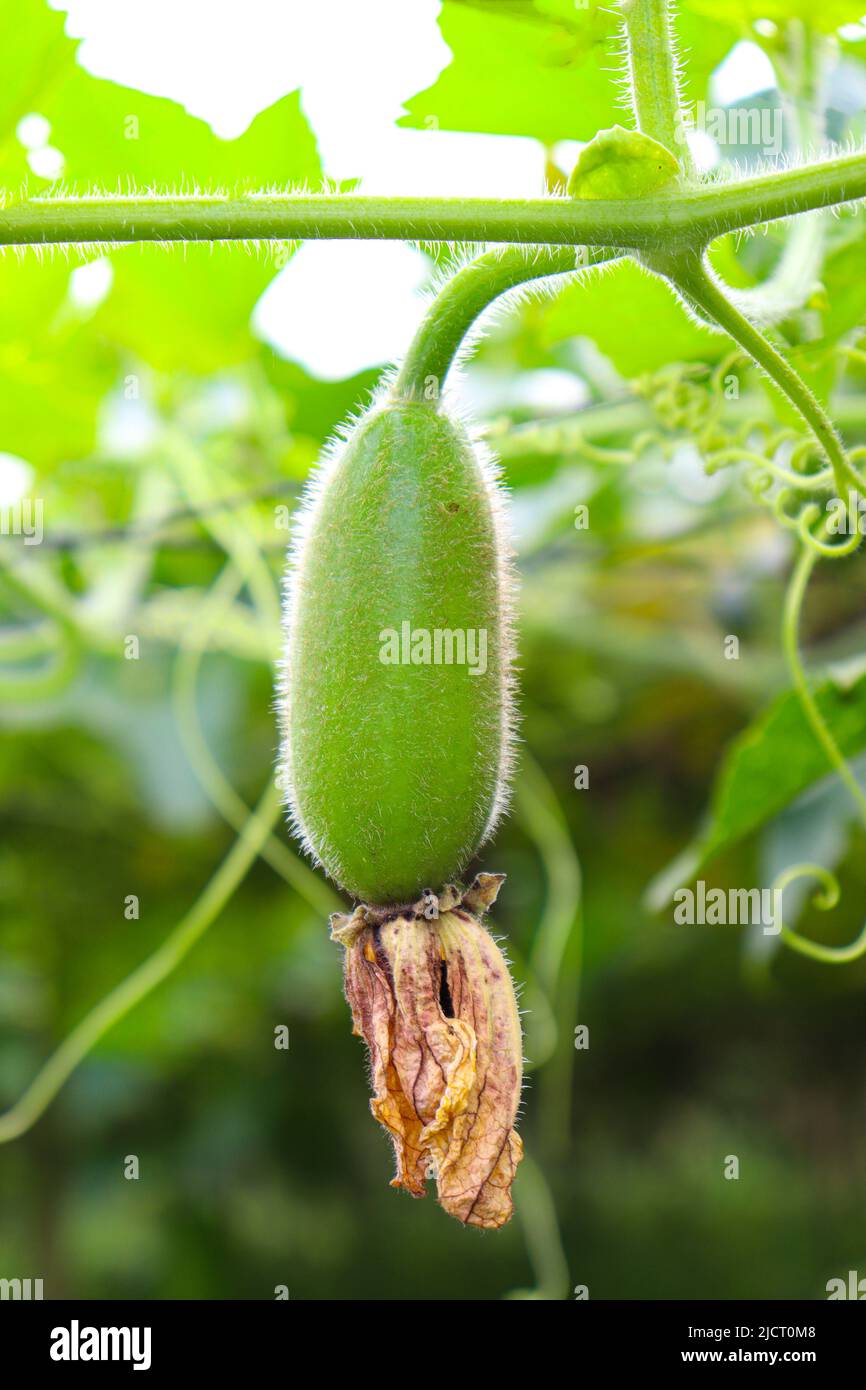 Ash Gourd Plant
