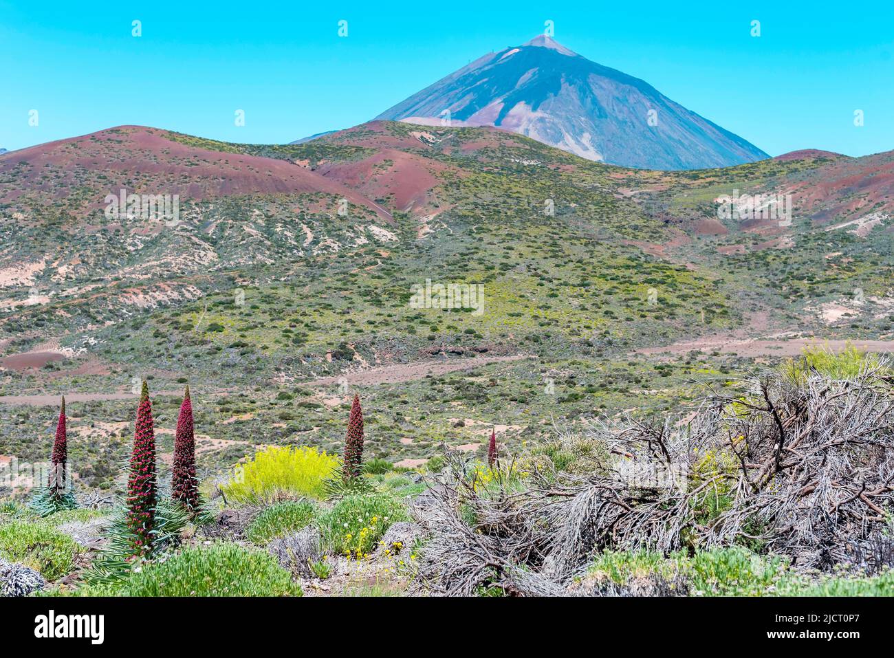 Tajinaste rojo hi-res stock photography and images - Alamy