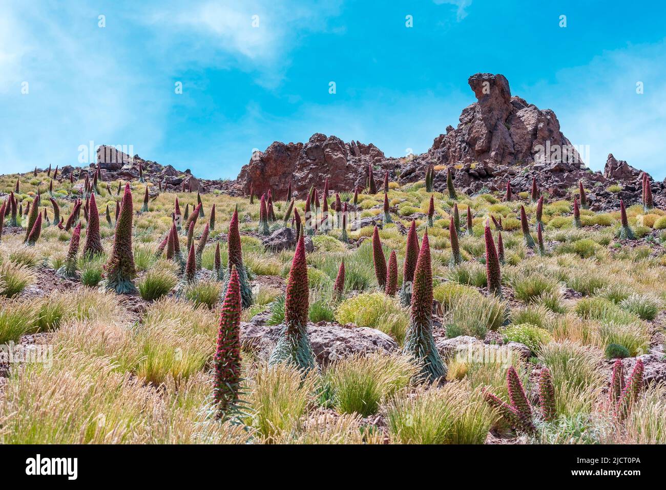 Tajinaste red hi-res stock photography and images - Alamy