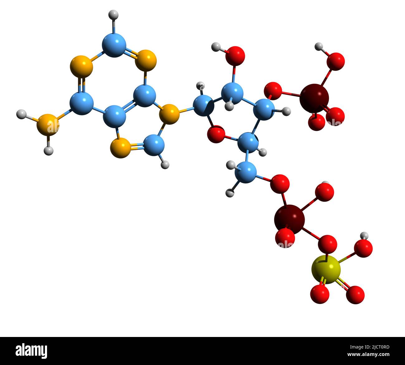 3D image of 3-phosphoadenosine-5-phosphosulfate skeletal formula ...