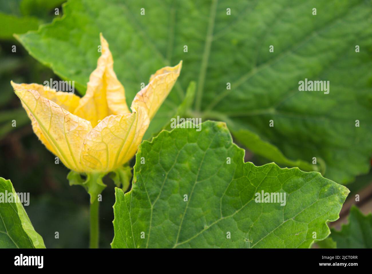 yellow colored wax gourd flower on tree in farm for harvest Stock Photo ...