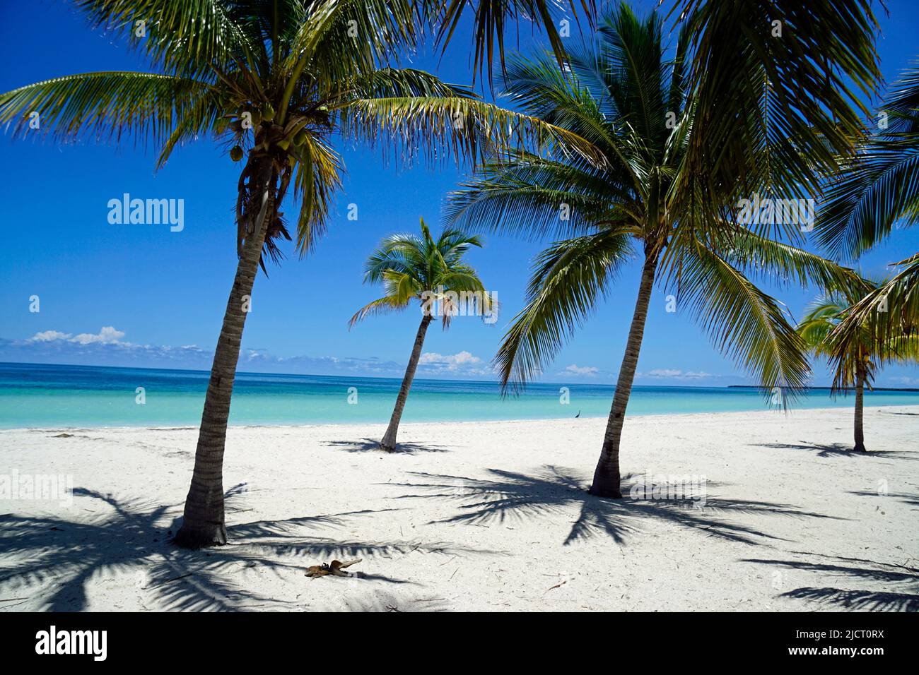 coconut palm trees on a tropical island near varedero Stock Photo - Alamy