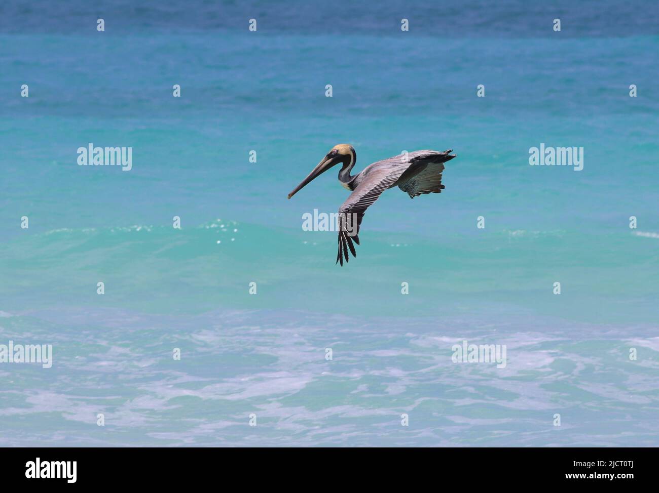 Pelican hunting on the sea in Cayo Santa Maria, Cuba Stock Photo - Alamy