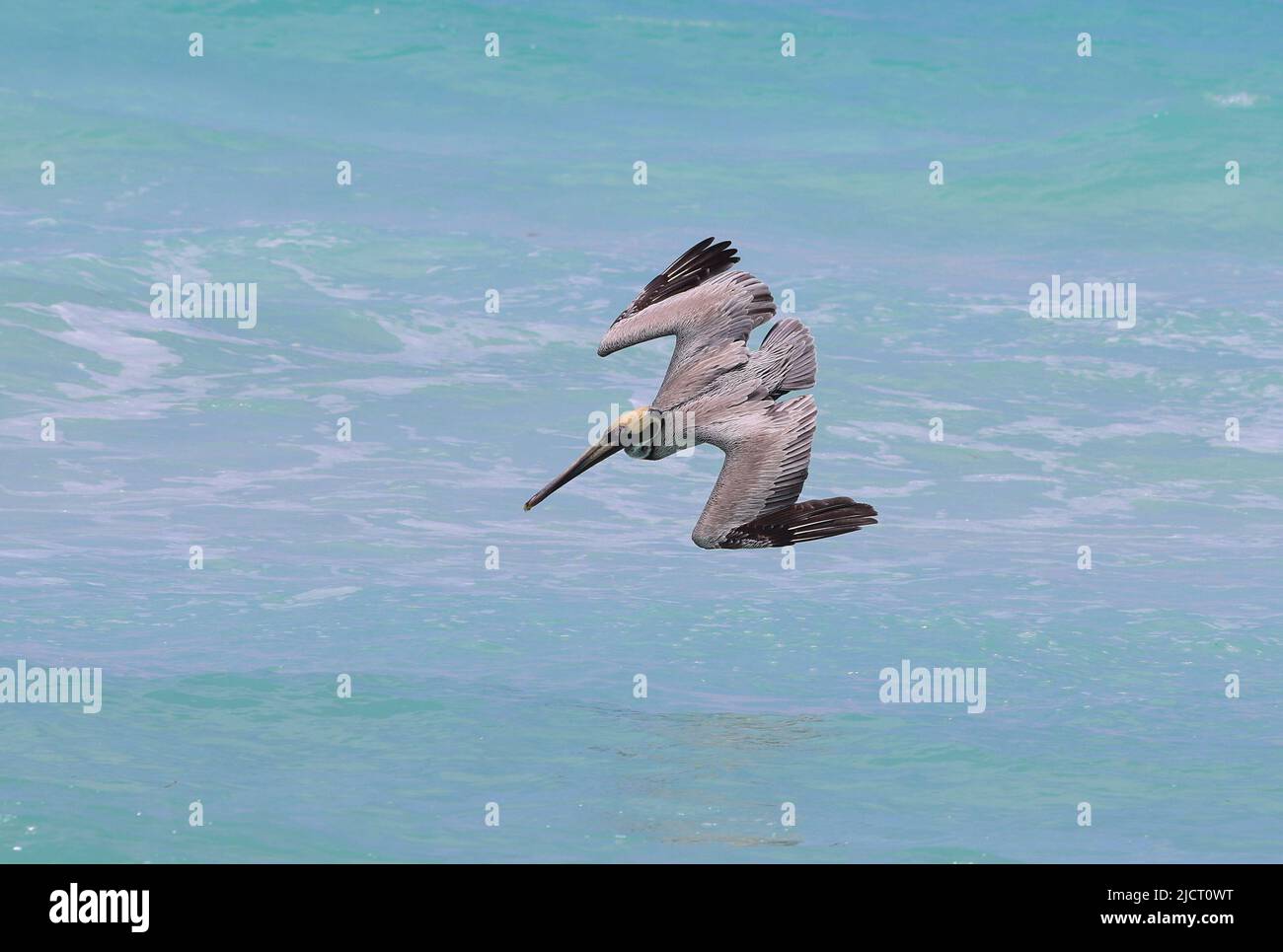 Pelican hunting on the sea in Cayo Santa Maria, Cuba Stock Photo - Alamy