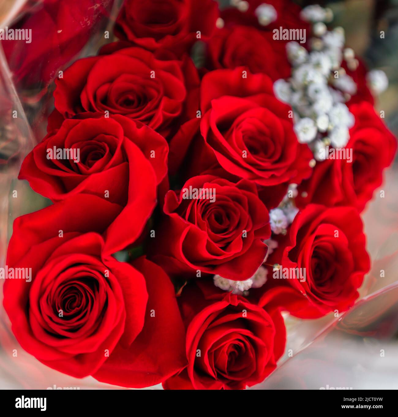 macro closeup red roses flowers Stock Photo - Alamy