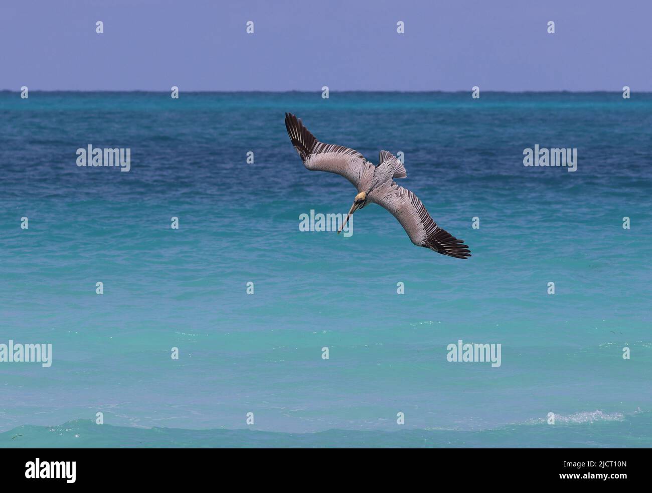 Pelican hunting on the sea in Cayo Santa Maria, Cuba Stock Photo - Alamy