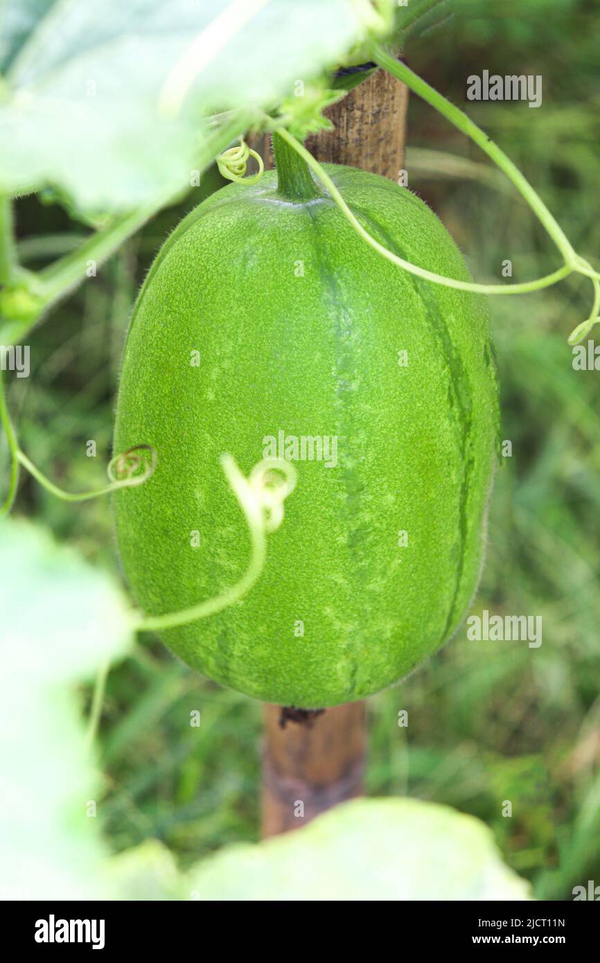 Chinese white wax tree hi-res stock photography and images - Alamy