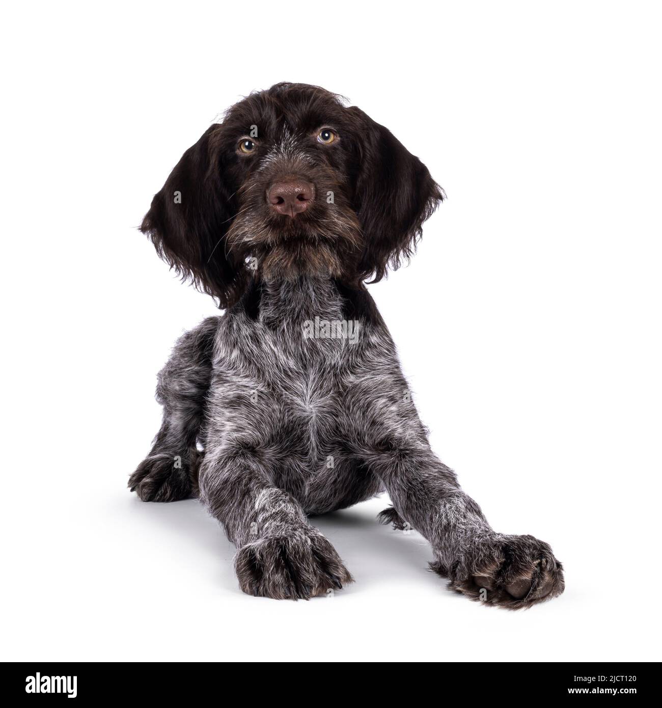 Young brown and white German wirehaired pointer dog pup, laying down ...