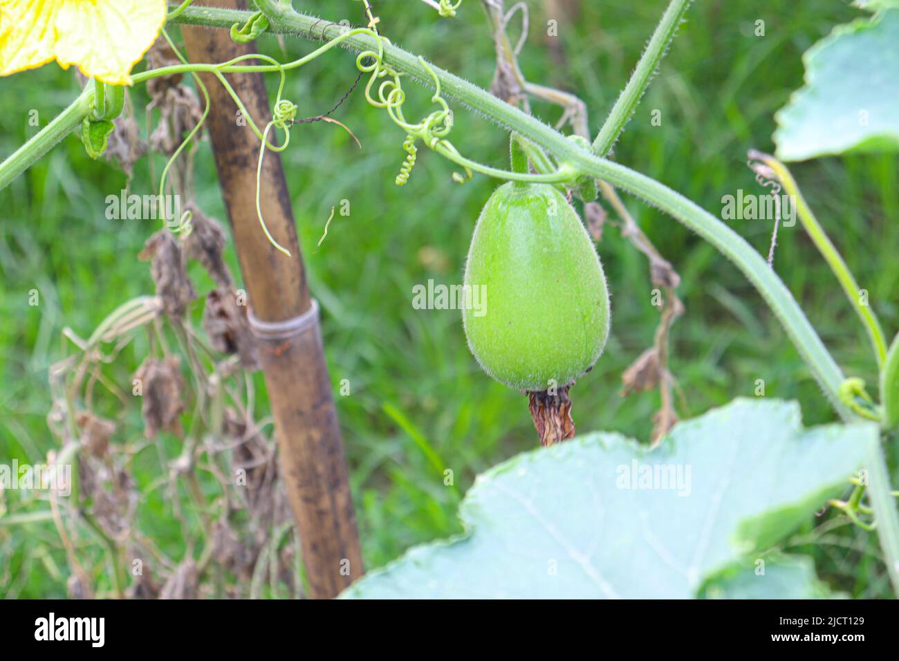 Fuzzy squash hi-res stock photography and images - Alamy
