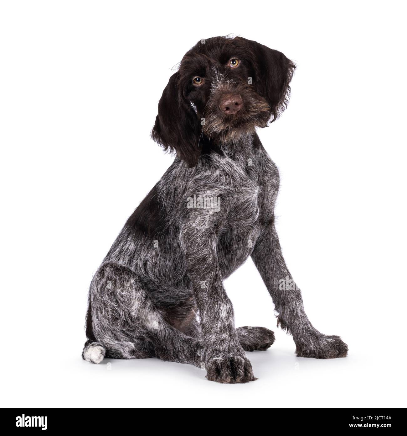 Young brown and white German wirehaired pointer dog pup, sitting up ...