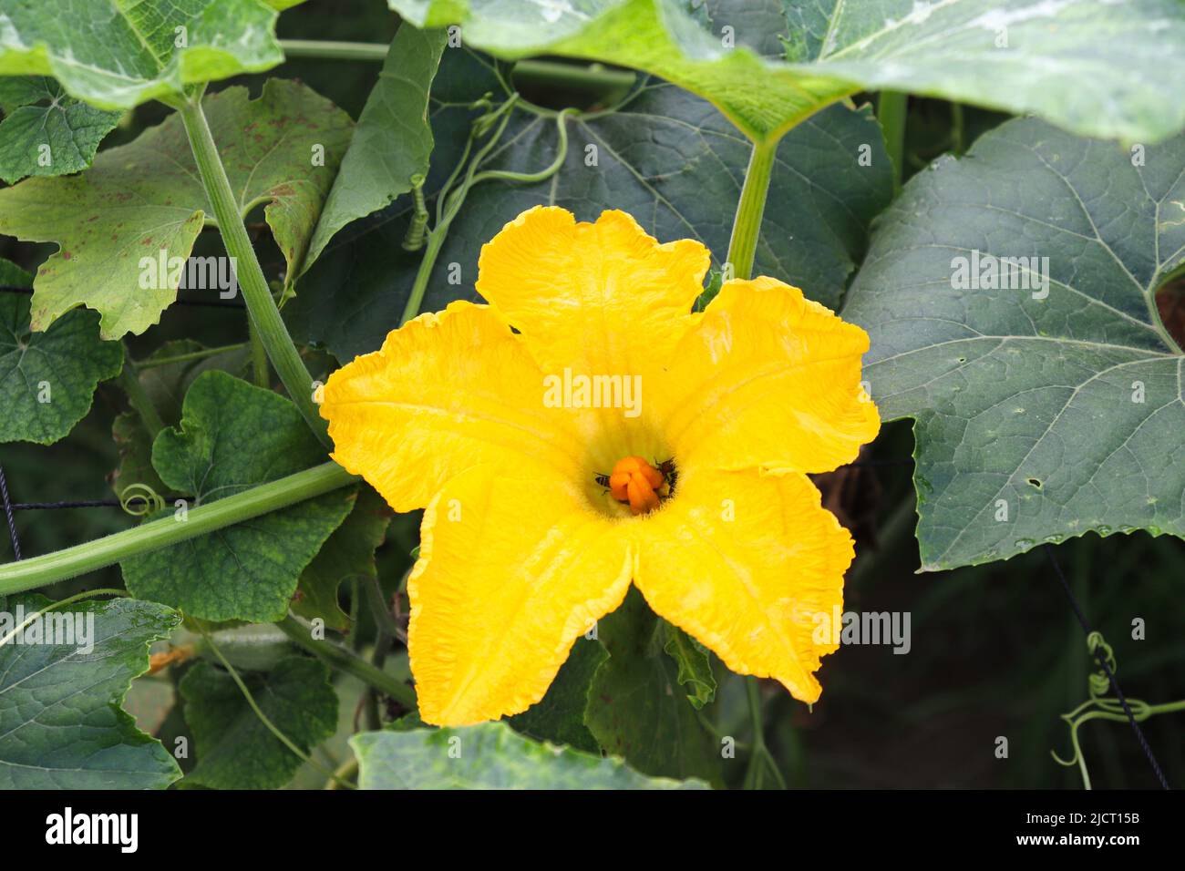 Wax gourd tree hi-res stock photography and images - Alamy