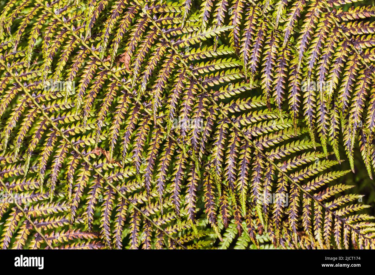 Variegated green-purple fern leaves background Stock Photo - Alamy